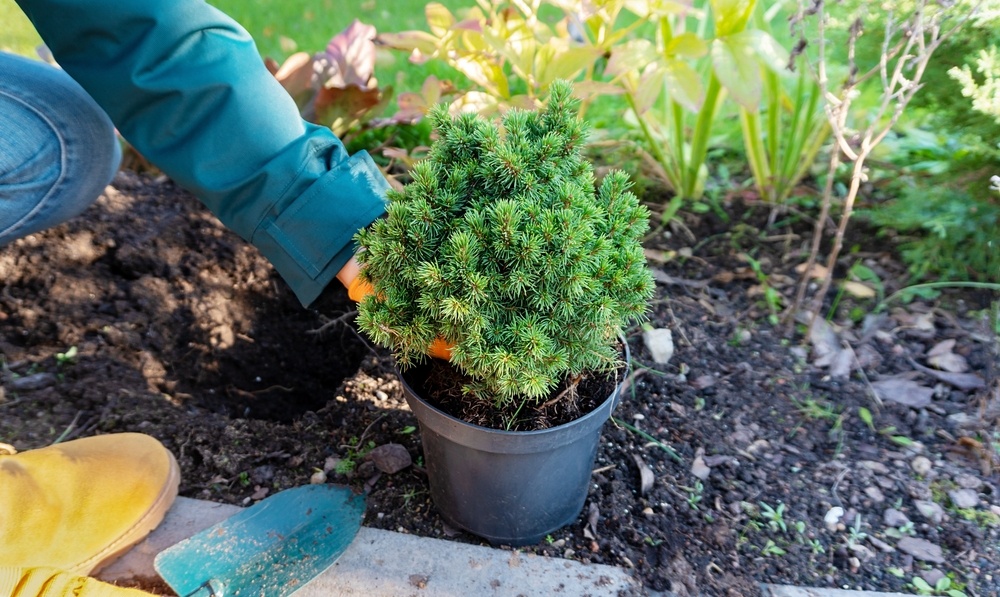 What to Plant in September: Trees, Shrubs, and Perennials for Fall ...