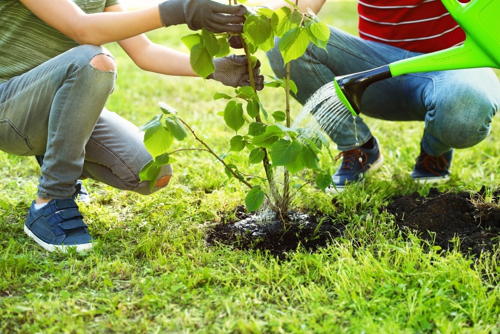 How to plant a tree - Little Mountain Garden Centre