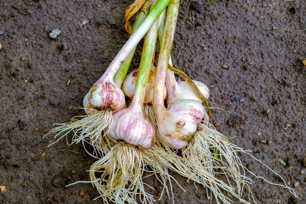 How to Plant and Grow Garlic - Little Mountain Garden Centre